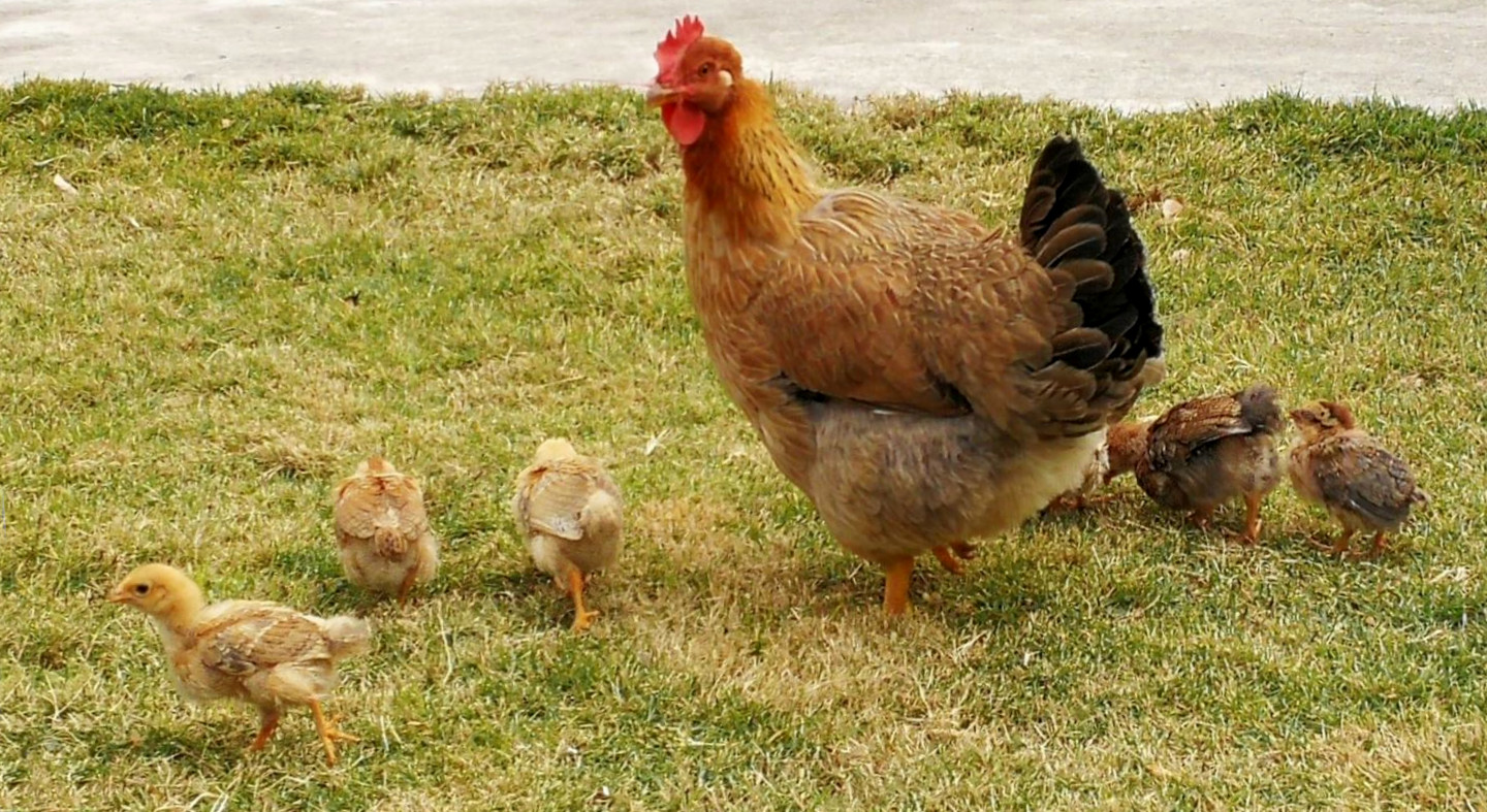 Phases de la vie d'une poule, du poussin à la ponte